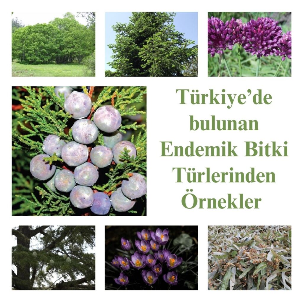TÜRKİYE’DE BULUNAN ENDEMİK BİTKİ TÜRLERİNDEN ÖRNEKLER – Ateş ...